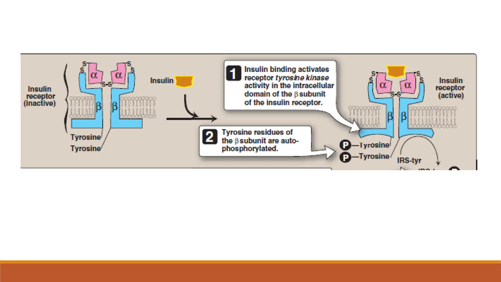 Endocrine function of pancrease.peyudrurudrdf | PDF