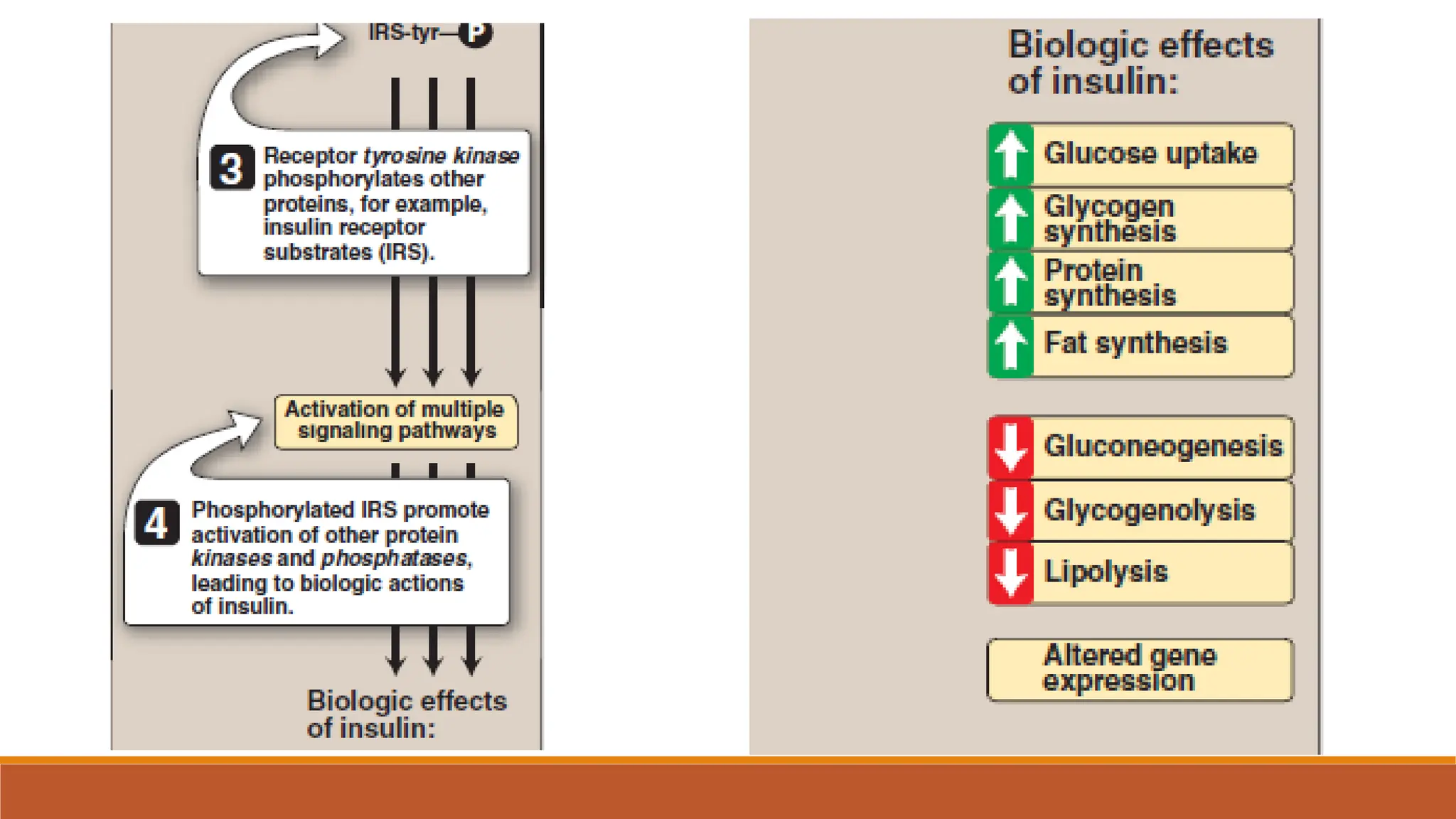Endocrine function of pancrease.peyudrurudrdf | PDF