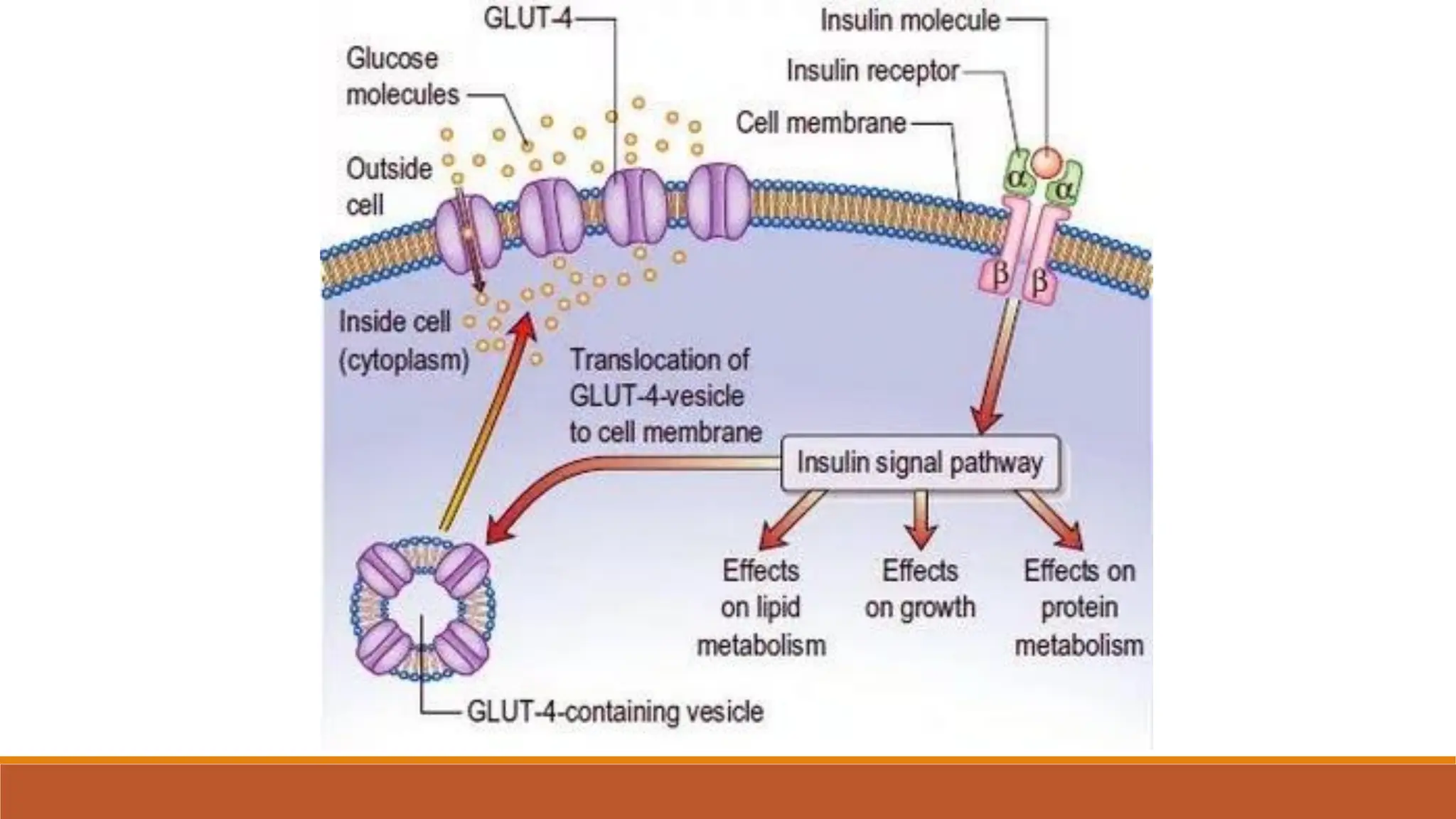 Endocrine function of pancrease.peyudrurudrdf | PDF