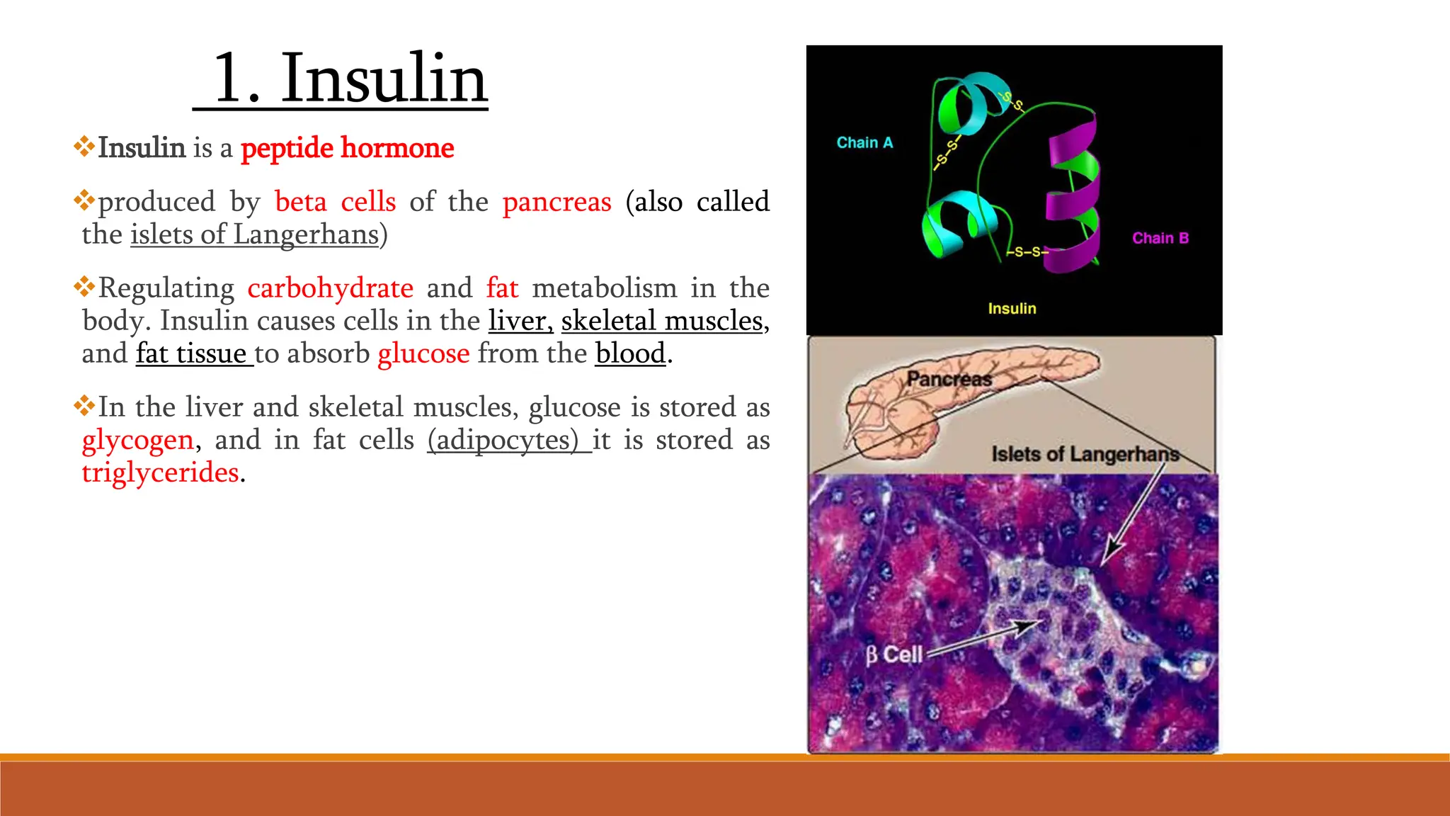 Endocrine function of pancrease.peyudrurudrdf | PDF