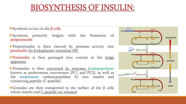 Endocrine function of pancrease.peyudrurudrdf | PPT