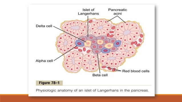 Endocrine function of pancrease.peyudrurudrdf | PPT