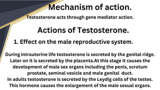 Endocrine functions of testies.pdf testies endocrinology | PPT