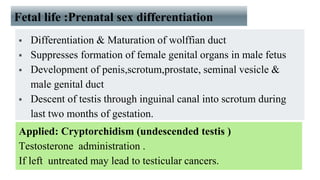 Endocrine functions of the Testsis 2022.pdf