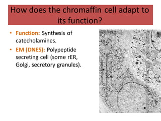 Endocrine genitourinary block copy | PPT
