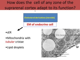Endocrine genitourinary block copy | PPT