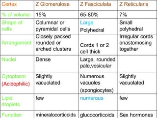 Endocrine genitourinary block copy | PPT