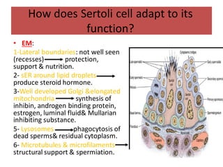 Endocrine genitourinary block copy | PPT