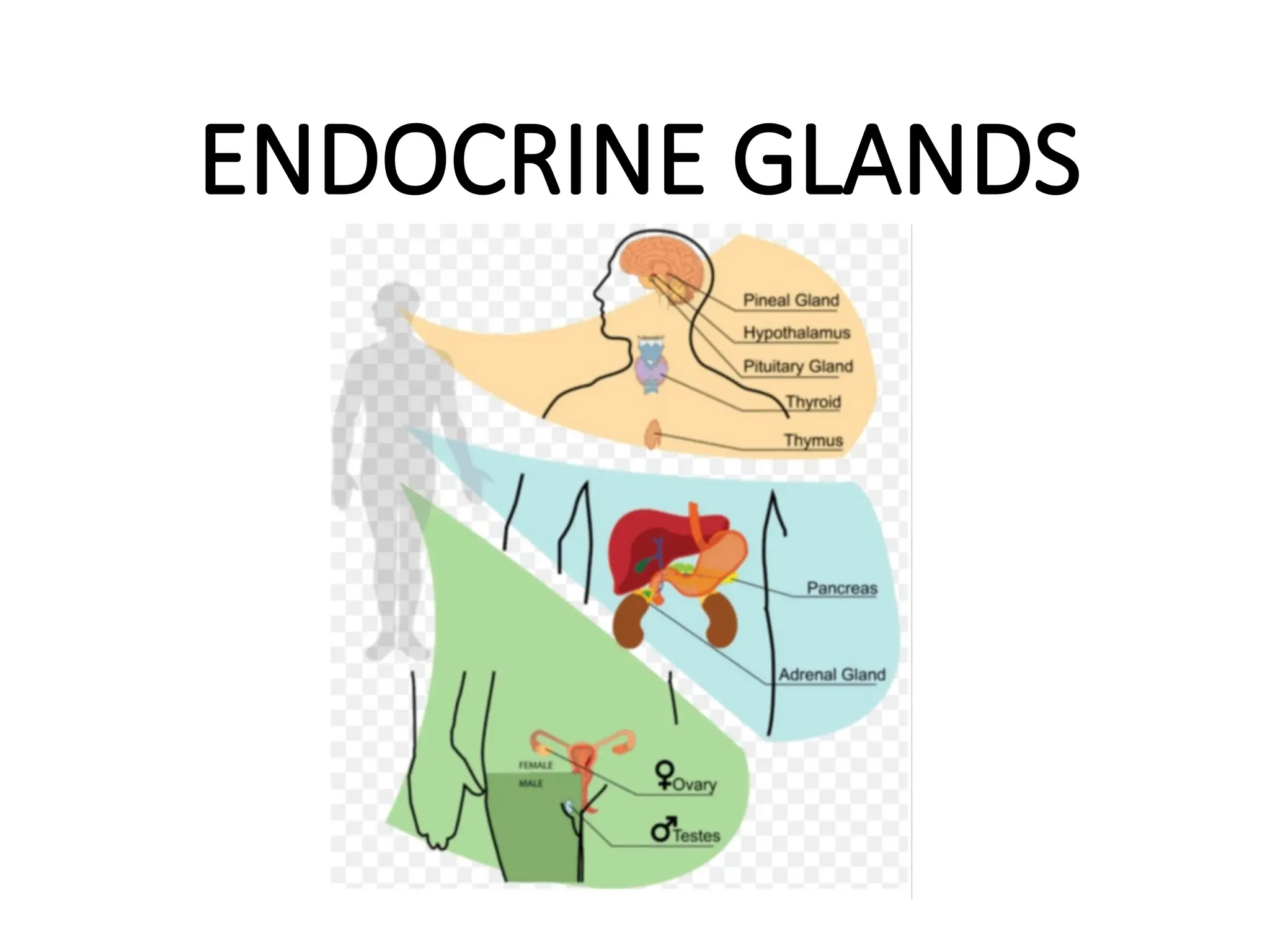 ENDOCRINE GLANDS anatomy.pptx anatomy. Endocrine glands | PPTX