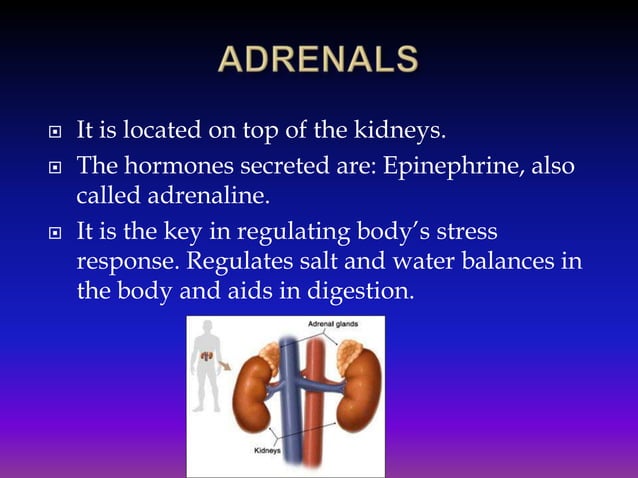 Endocrine glands and systems. | PPT