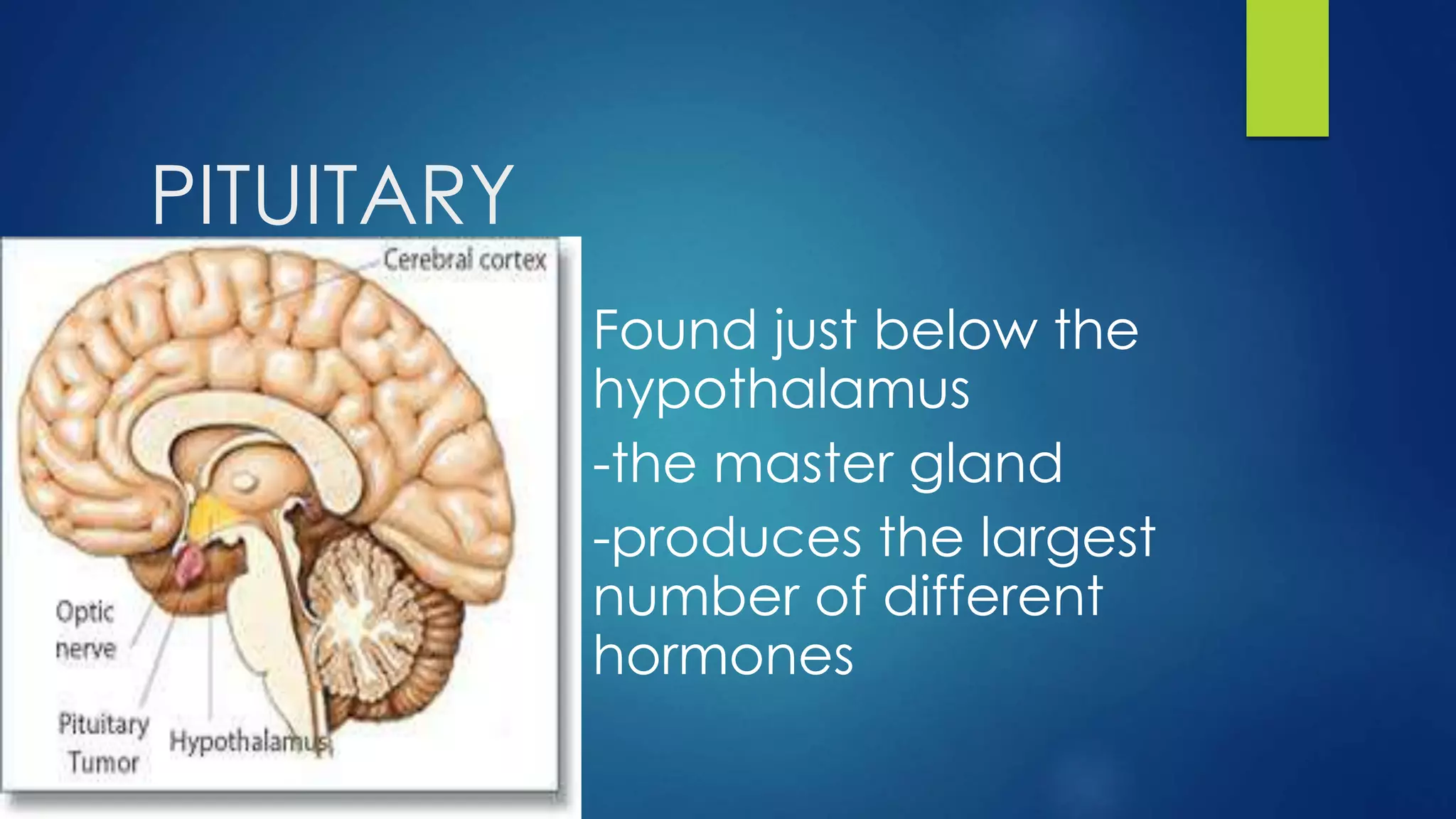 Endocrine Glands Prepared by Genevieve Casi-Tulbe General Psychology | PPTX