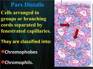 Endocrine glands | PPT