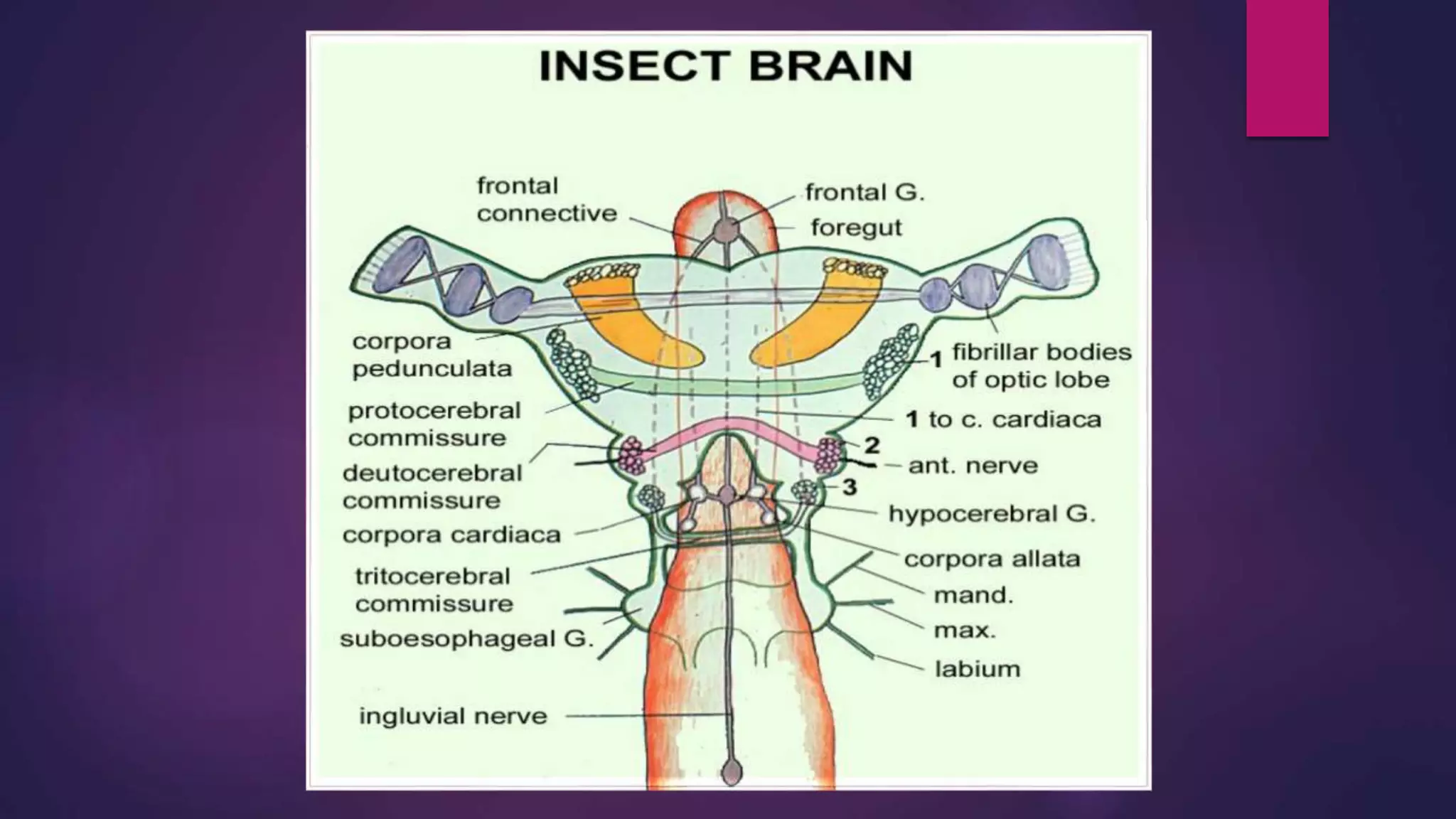 Endocrine glands of insects | PPTX