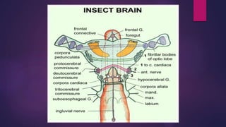 Endocrine glands of insects | PPTX