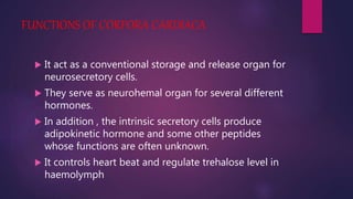 Endocrine glands of insects | PPTX