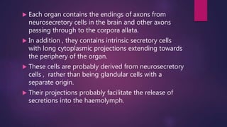 Endocrine glands of insects | PPTX