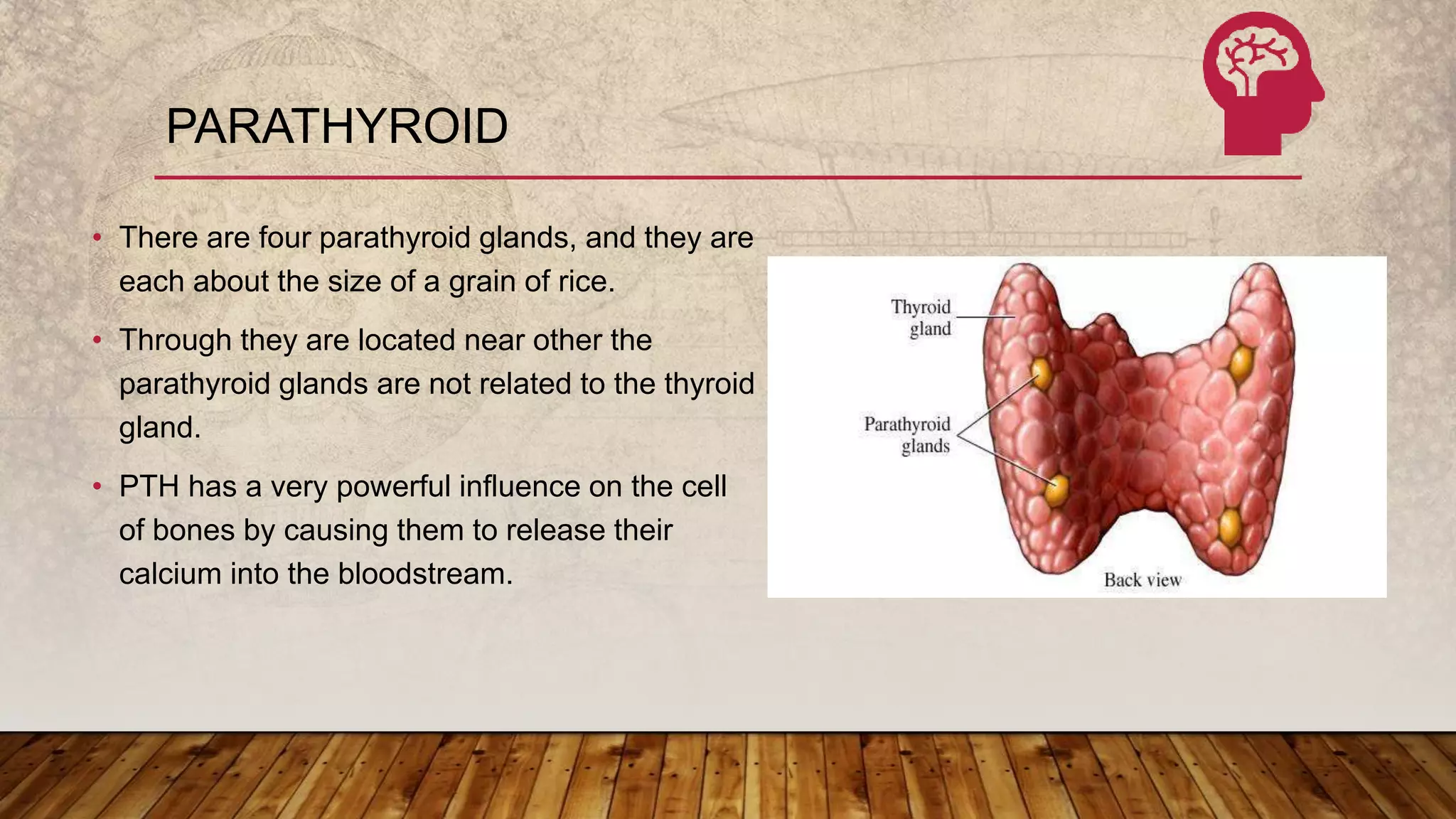 Endocrine glands.pptx