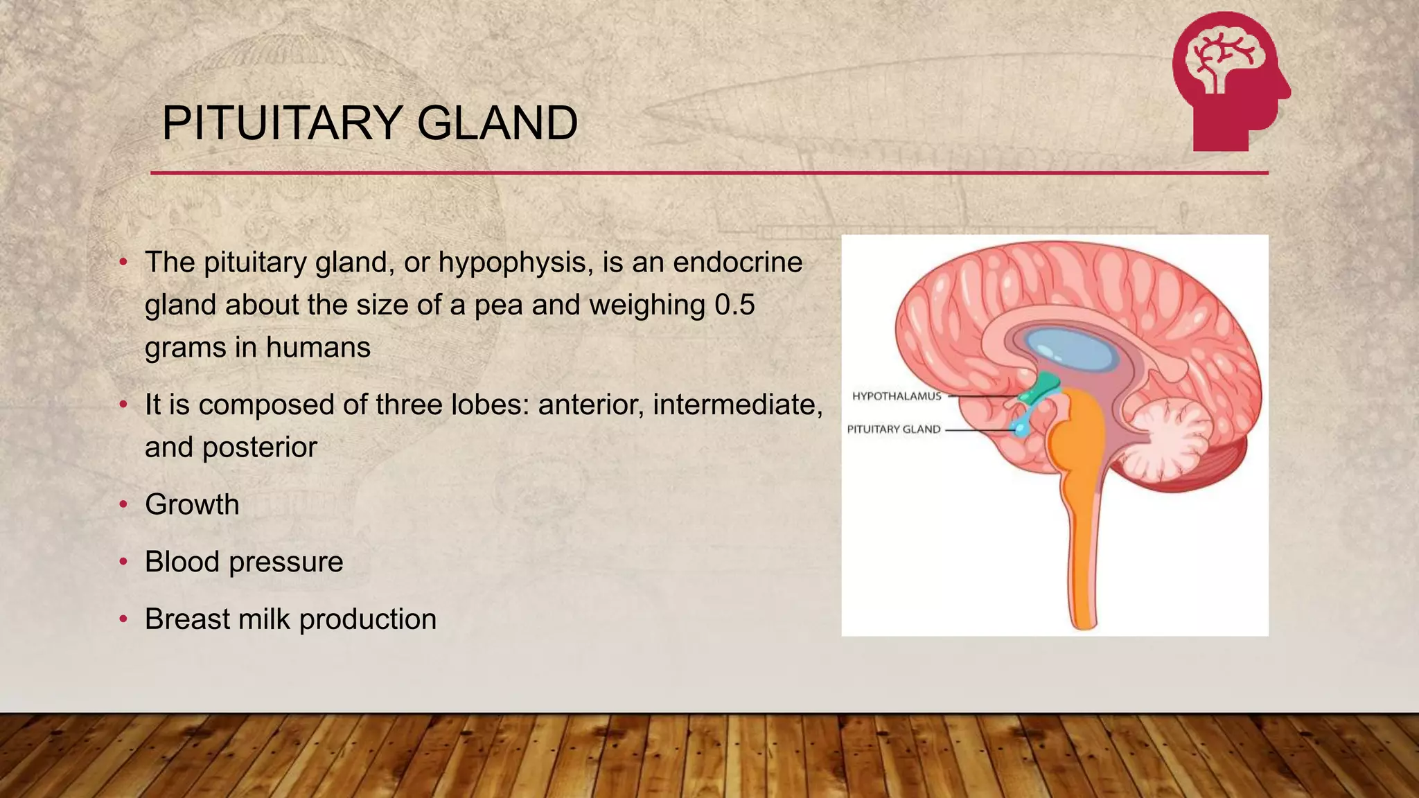 Endocrine glands.pptx