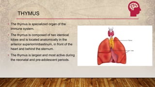 Endocrine glands.pptx