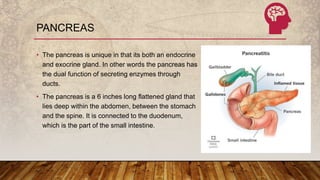 Endocrine glands.pptx