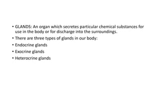 Endocrine glands.pdf