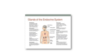 Endocrine glands.pdf