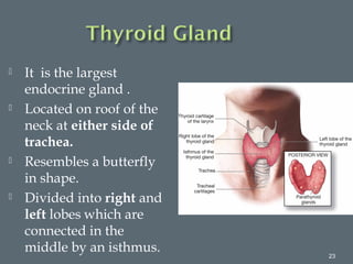 Endocrine glands and disorder | PPT