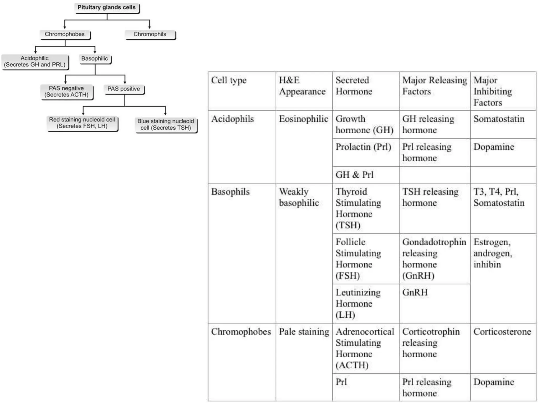 endocrine glands and hormanal regulation.pptx
