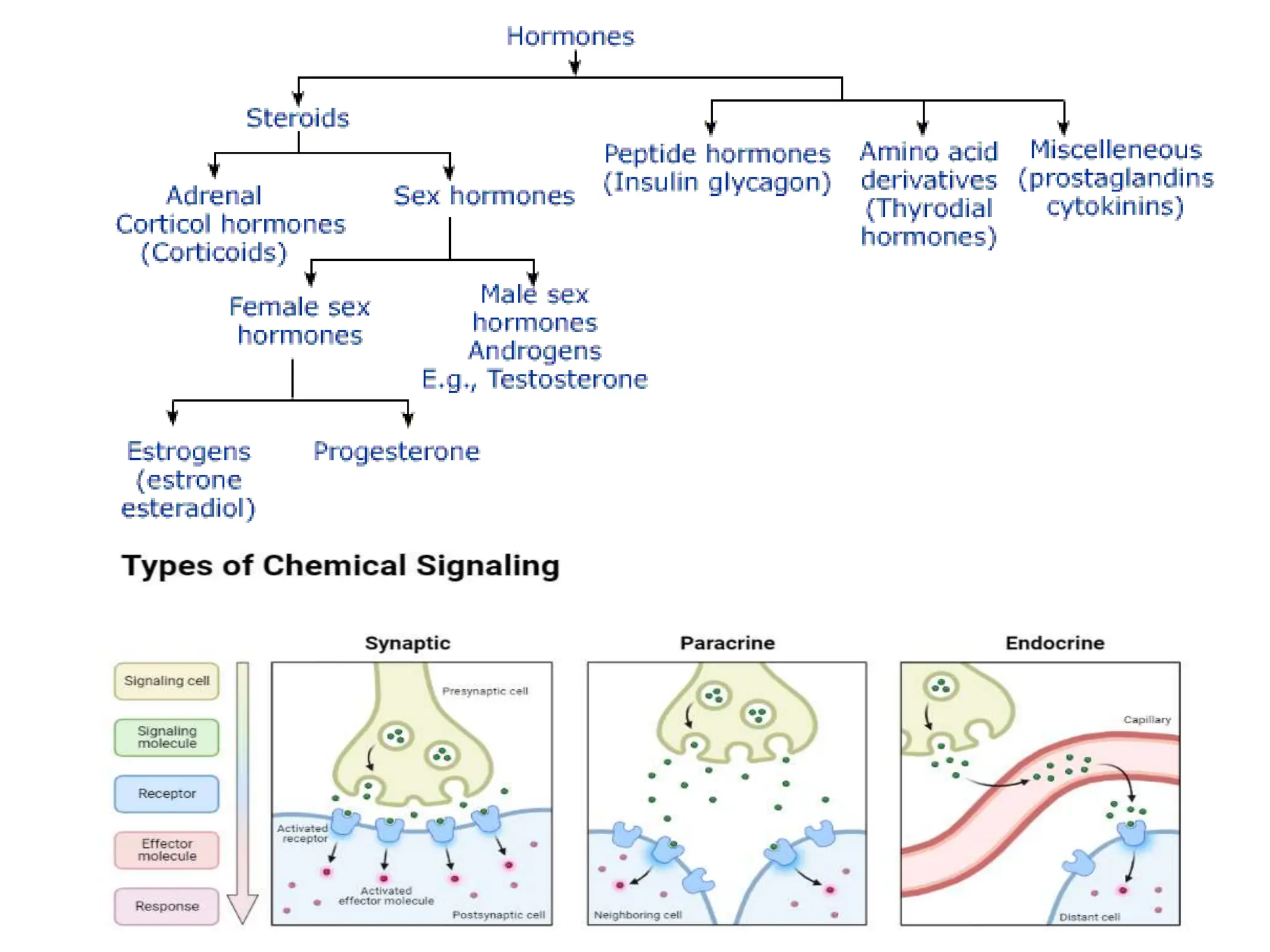 endocrine glands and hormanal regulation.pptx