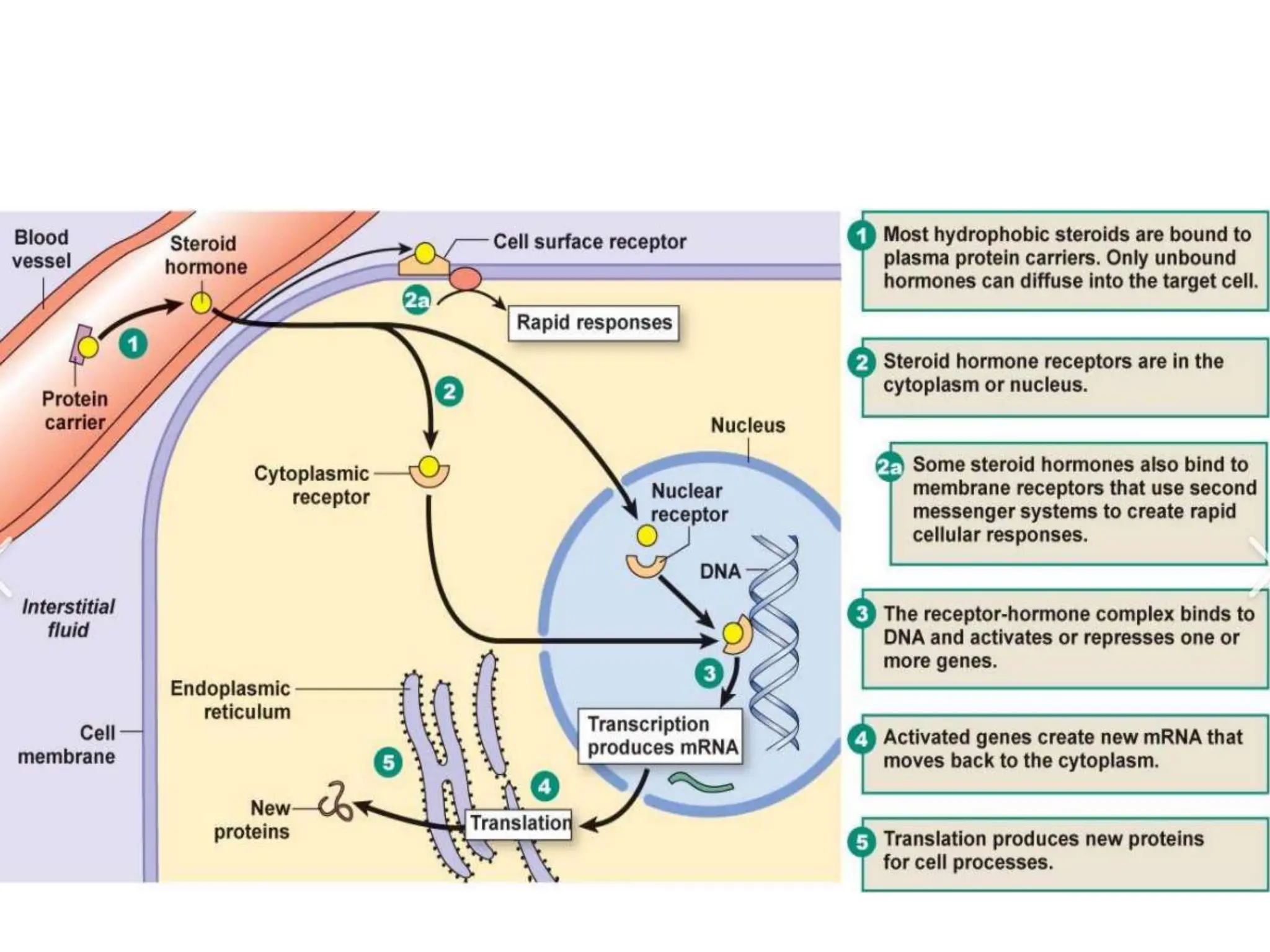 endocrine glands and hormanal regulation.pptx