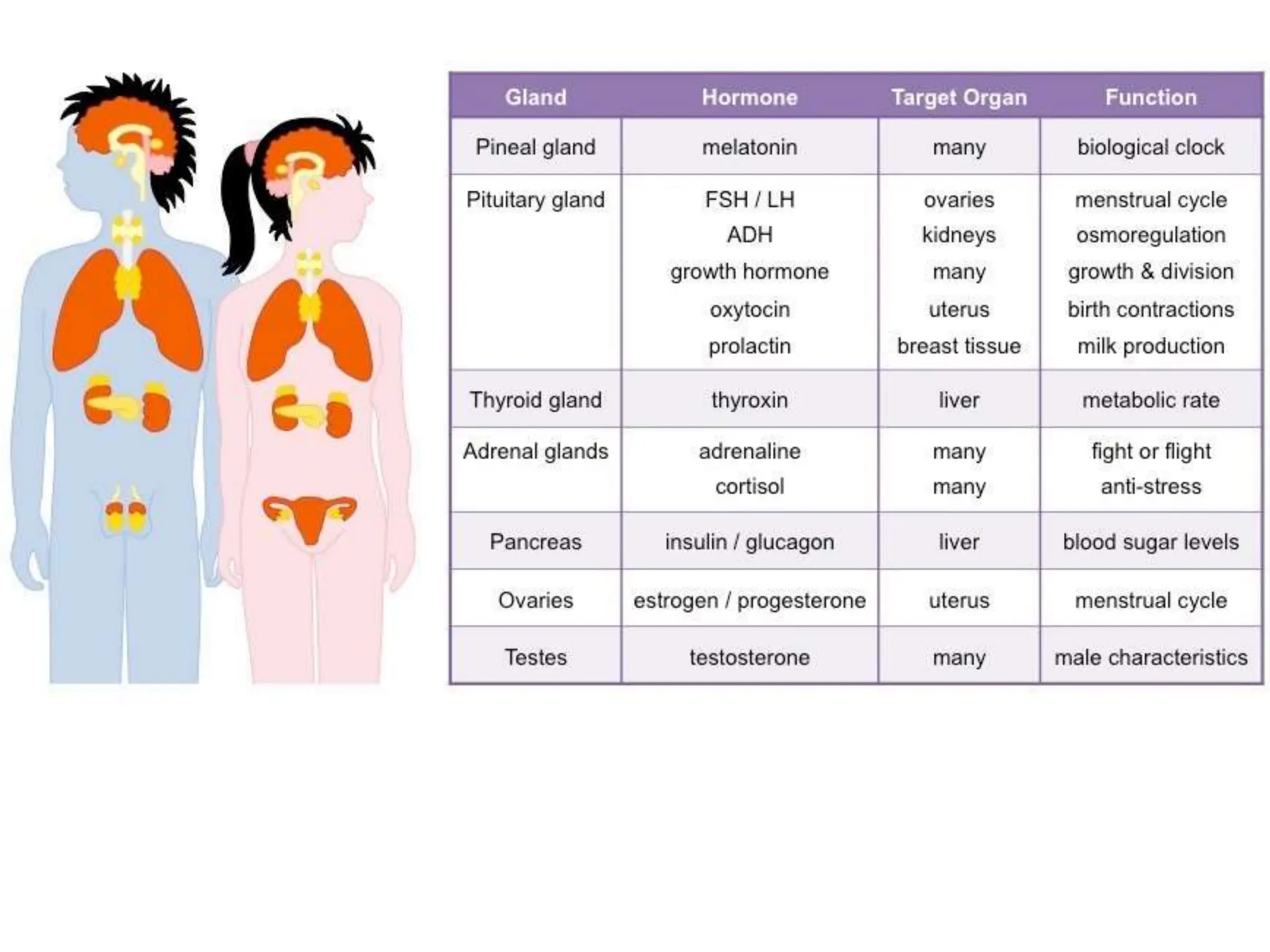 endocrine glands and hormanal regulation.pptx