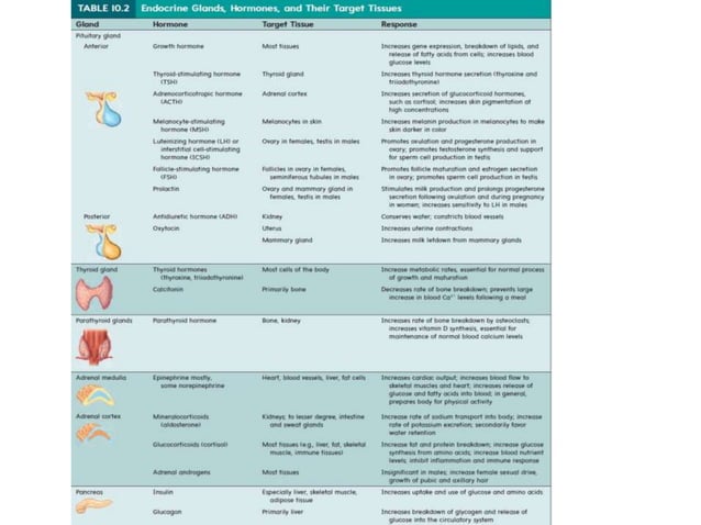 endocrine glands and hormanal regulation.pptx
