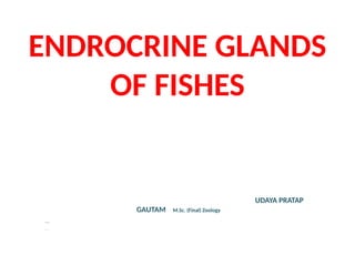 Endocrine glands in fishes by Uday M.Sc. II year.pptx