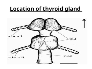 Endocrine glands in fishes by Uday M.Sc. II year.pptx