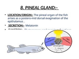 Endocrine glands in fishes by Uday M.Sc. II year.pptx