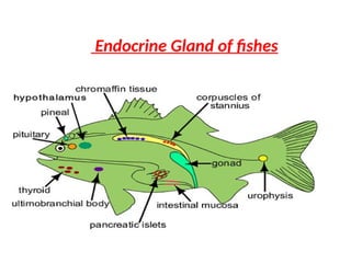 Endocrine glands in fishes by Uday M.Sc. II year.pptx
