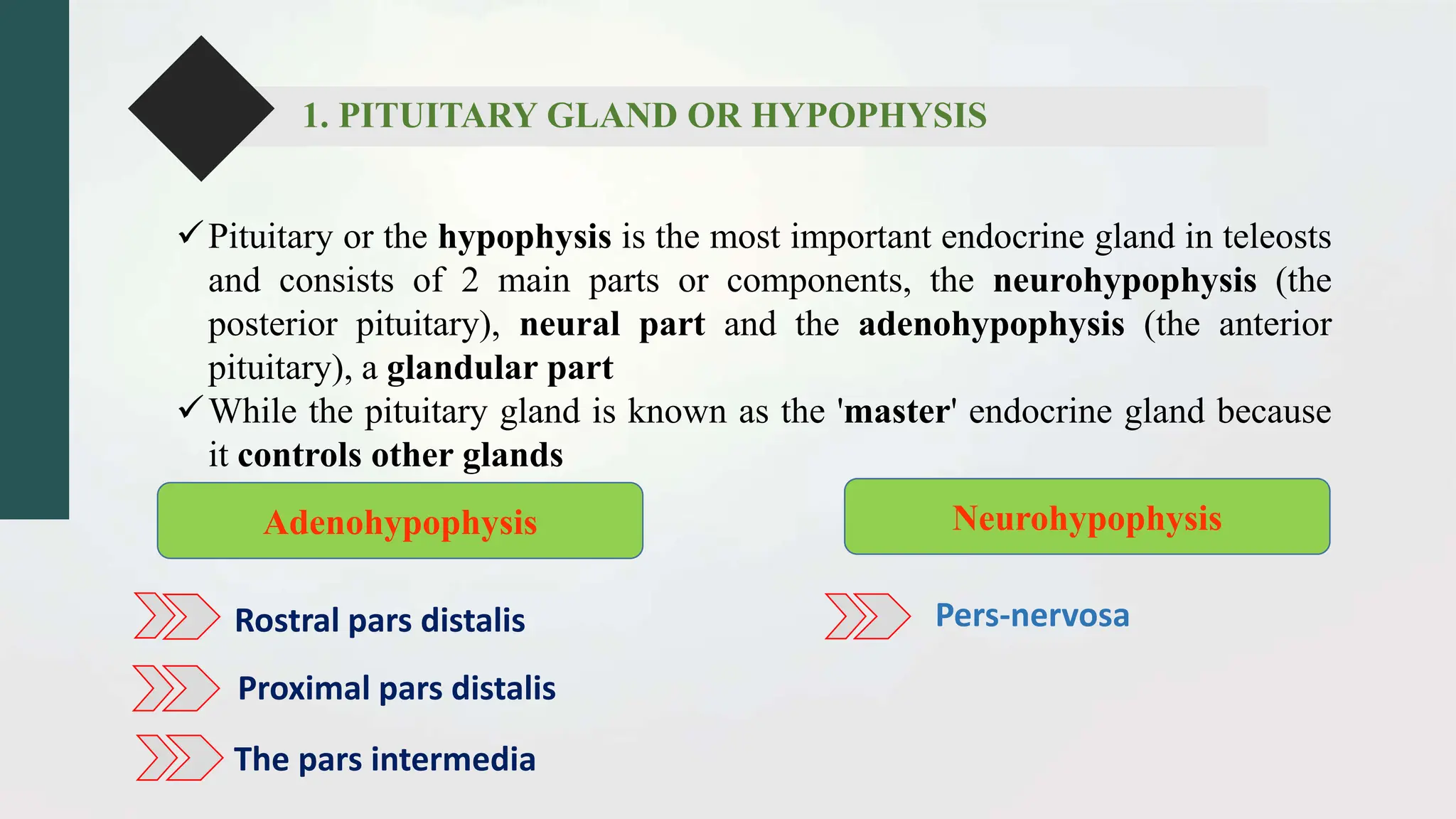 Endocrine glands in fish, hormones, structure and function of the neuro ...