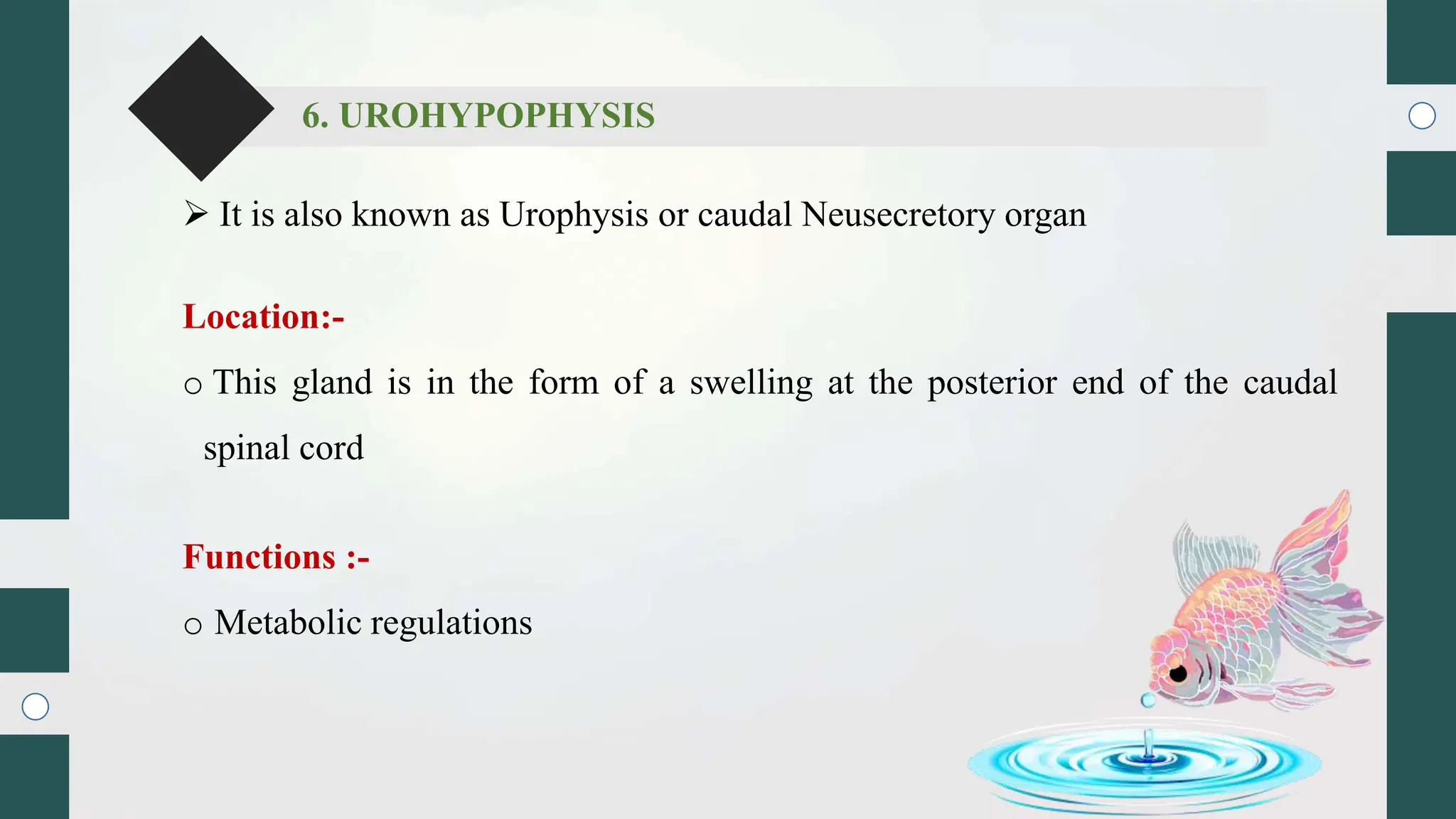 Endocrine glands in fish, hormones, structure and function of the neuro ...