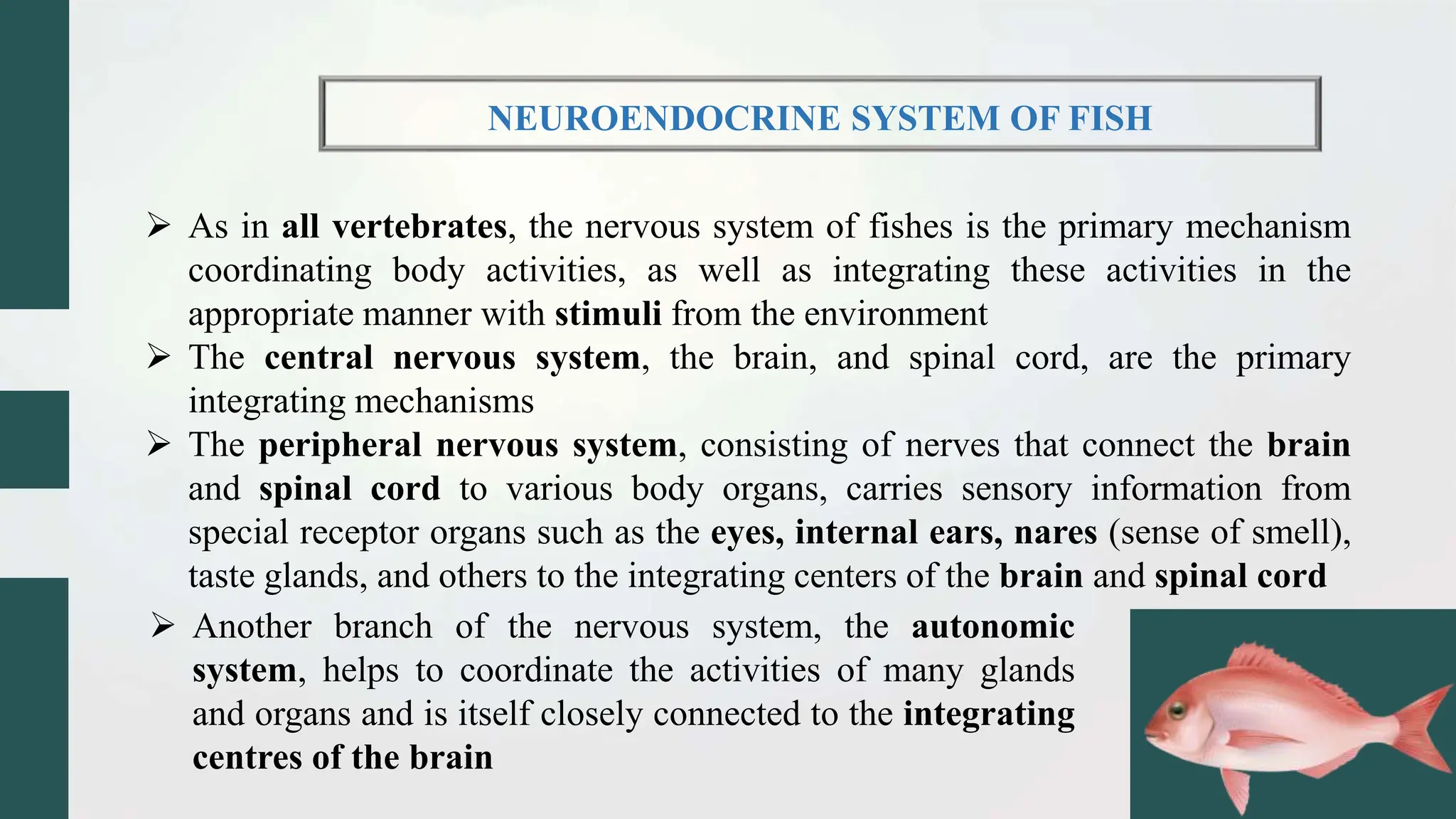 Endocrine glands in fish, hormones, structure and function of the neuro ...