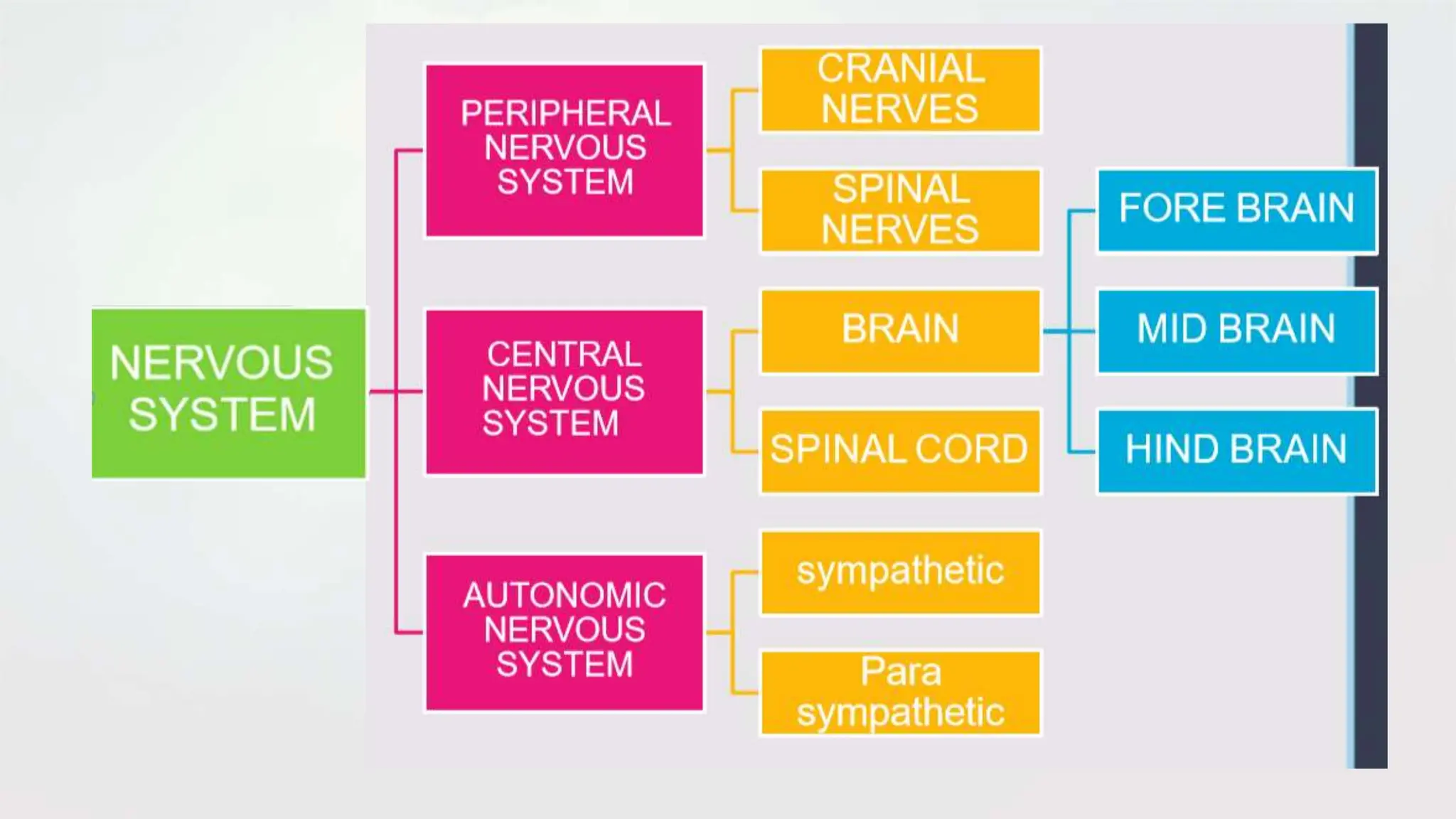 Endocrine glands in fish, hormones, structure and function of the neuro ...