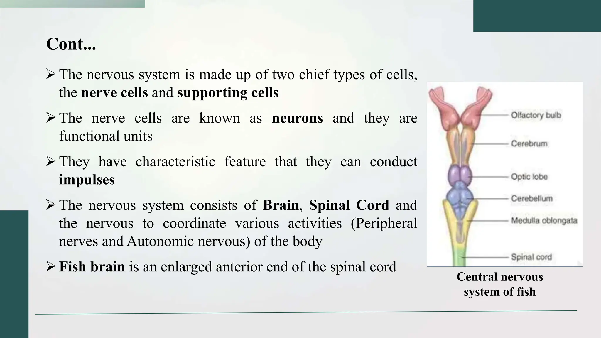 Endocrine glands in fish, hormones, structure and function of the neuro ...