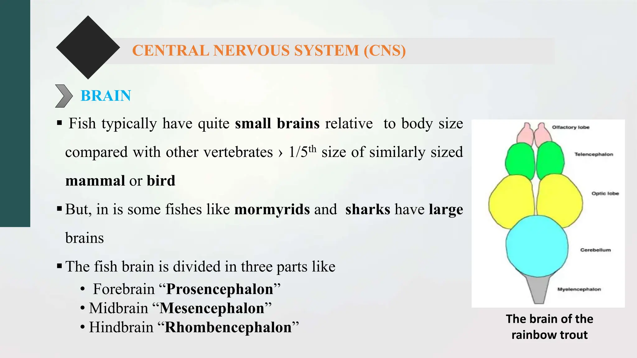 Endocrine glands in fish, hormones, structure and function of the neuro ...