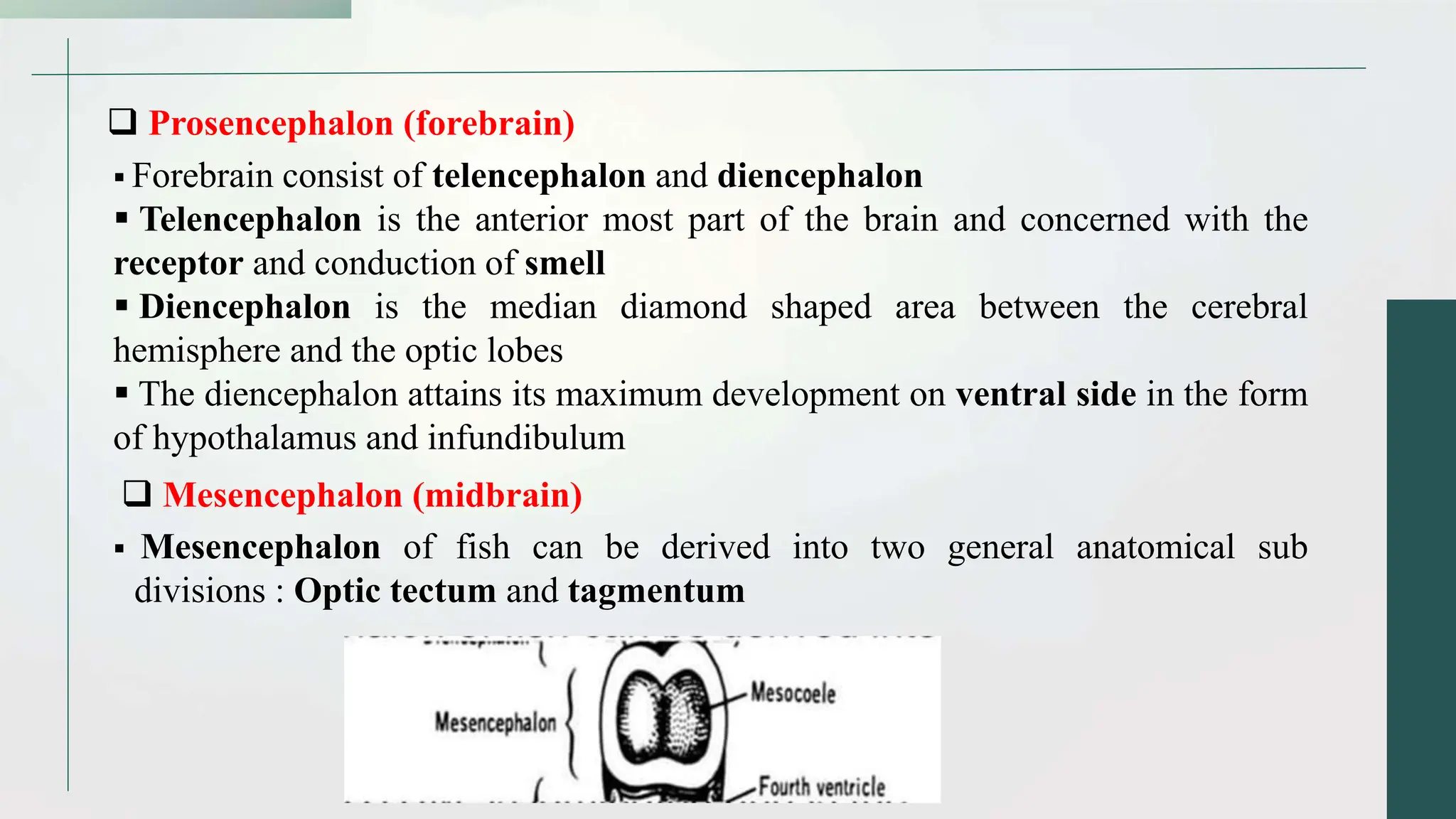 Endocrine glands in fish, hormones, structure and function of the neuro ...