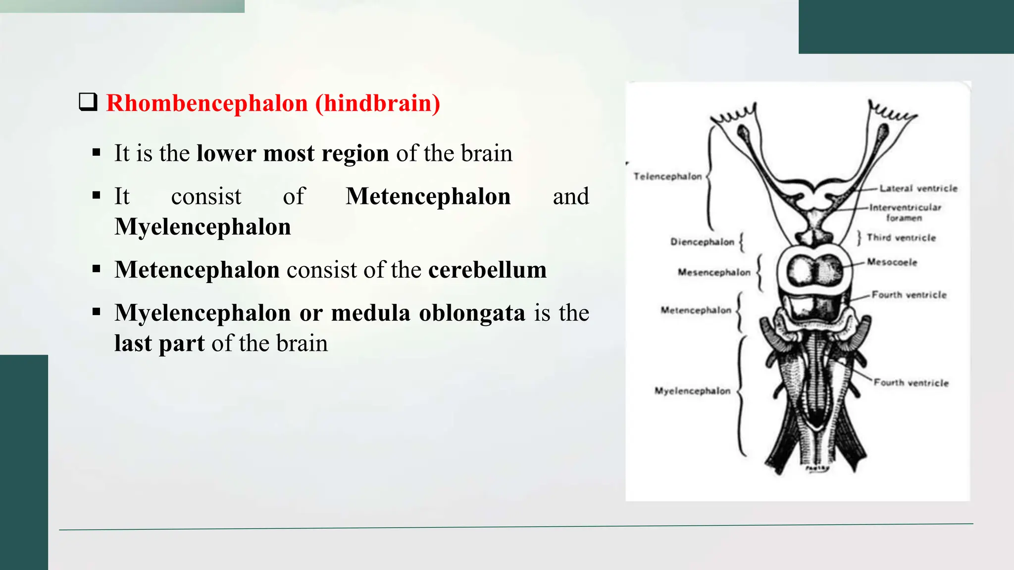 Endocrine glands in fish, hormones, structure and function of the neuro ...
