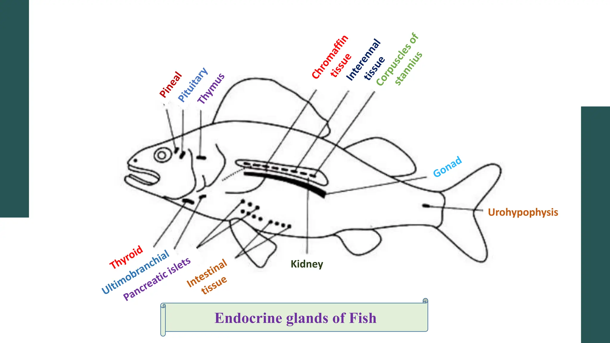 Endocrine glands in fish, hormones, structure and function of the neuro ...