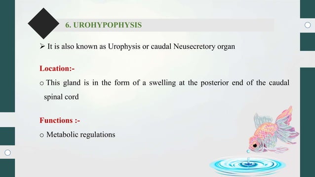Endocrine glands in fish, hormones, structure and function of the neuro ...