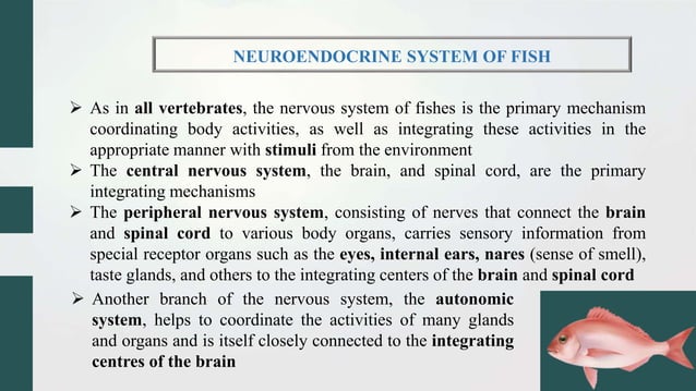 Endocrine glands in fish, hormones, structure and function of the neuro ...