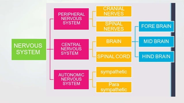 Endocrine glands in fish, hormones, structure and function of the neuro ...