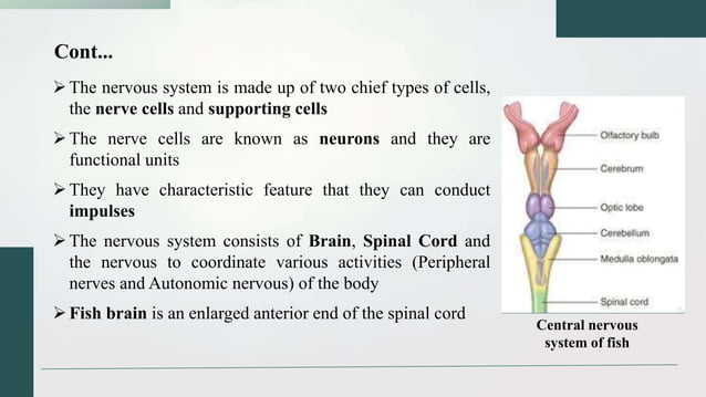 Endocrine glands in fish, hormones, structure and function of the neuro ...