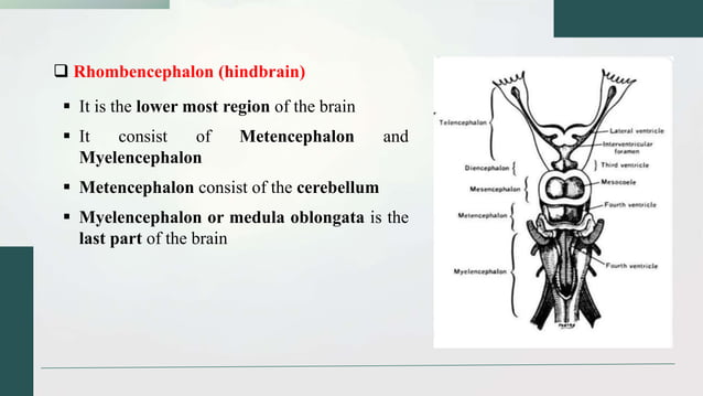 Endocrine glands in fish, hormones, structure and function of the neuro ...
